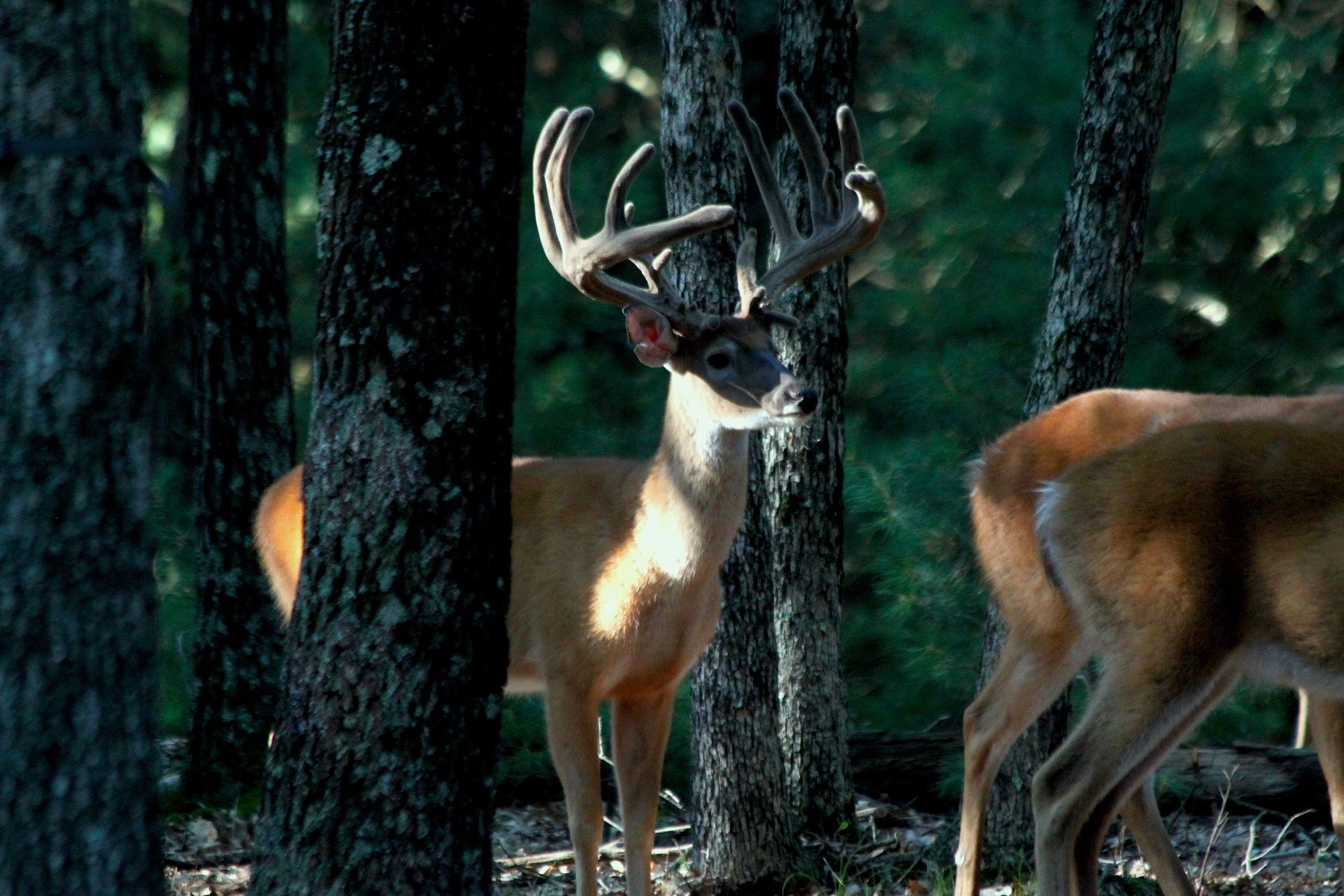Deer and Hunt Gallery | Michigan Whitetail Hunting