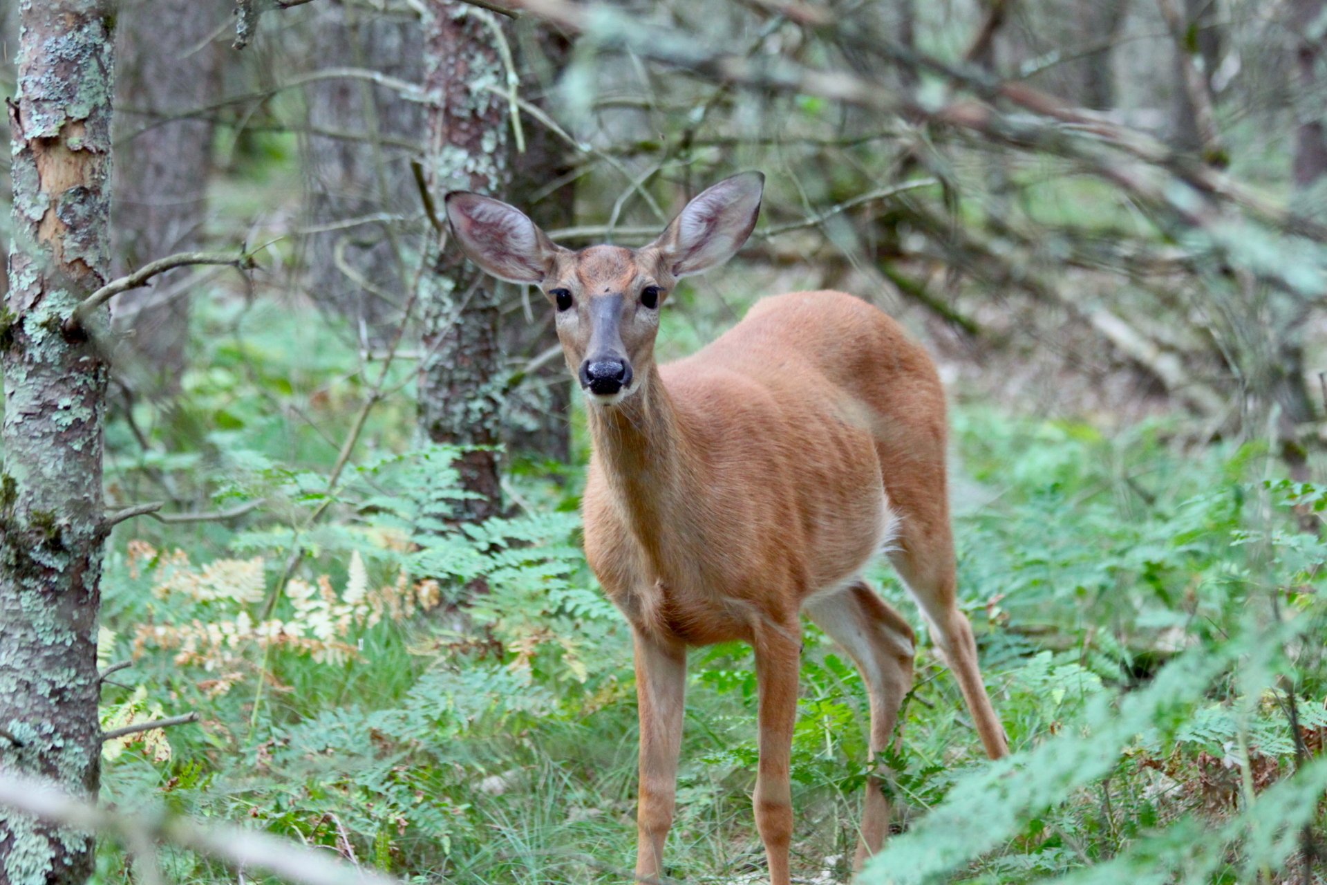 Deer and Hunt Gallery | Michigan Whitetail Hunting