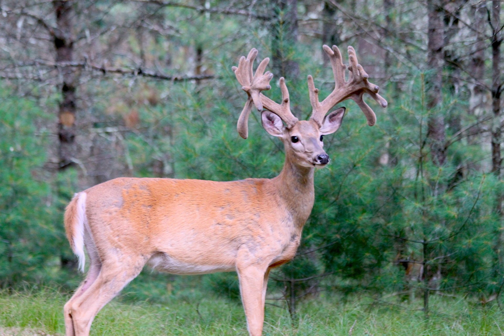 Deer and Hunt Gallery | Michigan Whitetail Hunting
