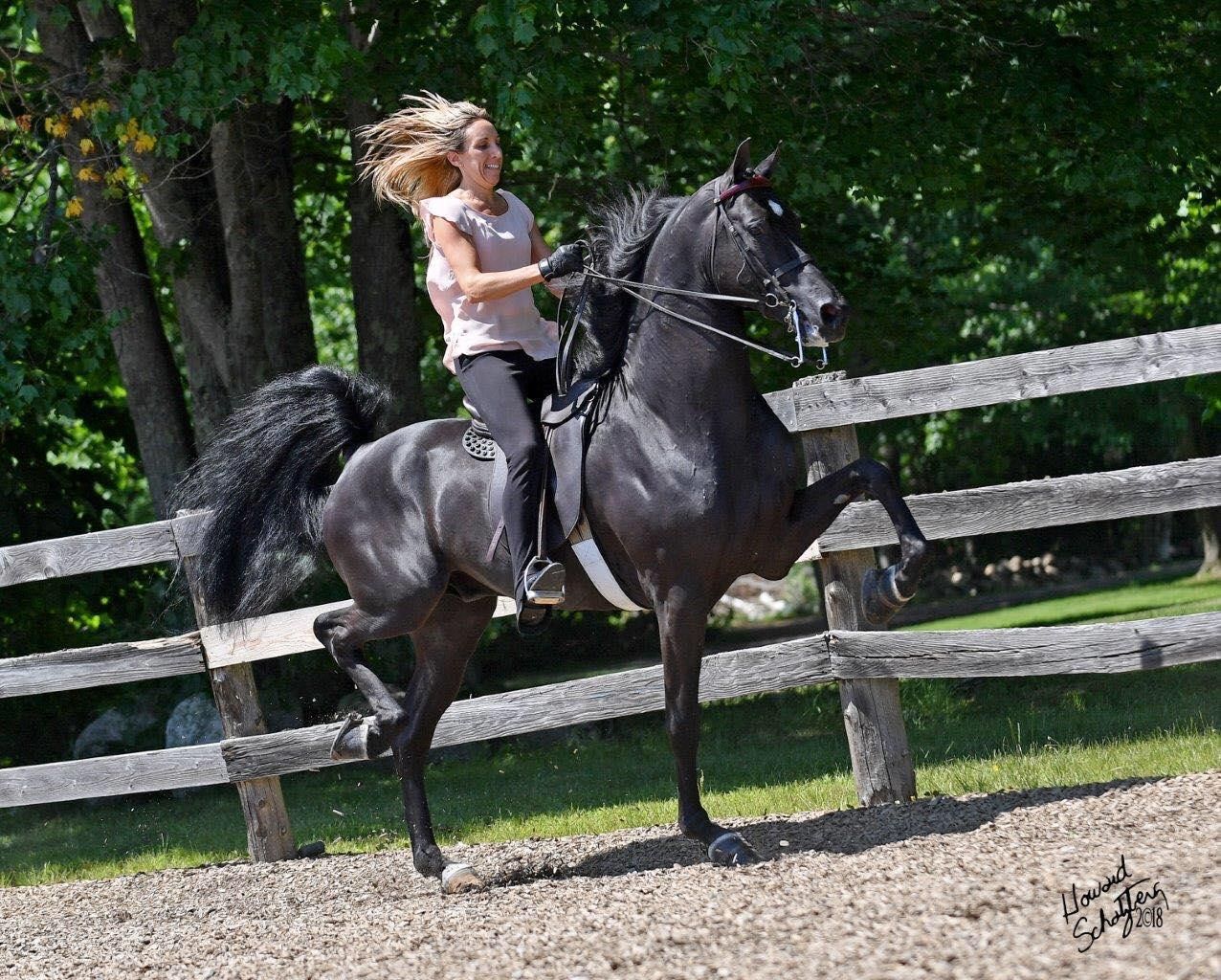 Morgan Breeders Gold Cup Sale | Ohio's Premier Horse Auction Event