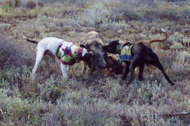 Duncans Pig Dog Collars Australia | Best Protection For Your Mate