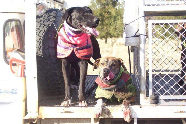 Duncans Pig Dog Collars Australia | Best Protection For Your Mate