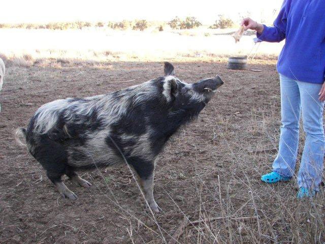Duncans Pig Dog Collars Australia | Best Protection For Your Mate
