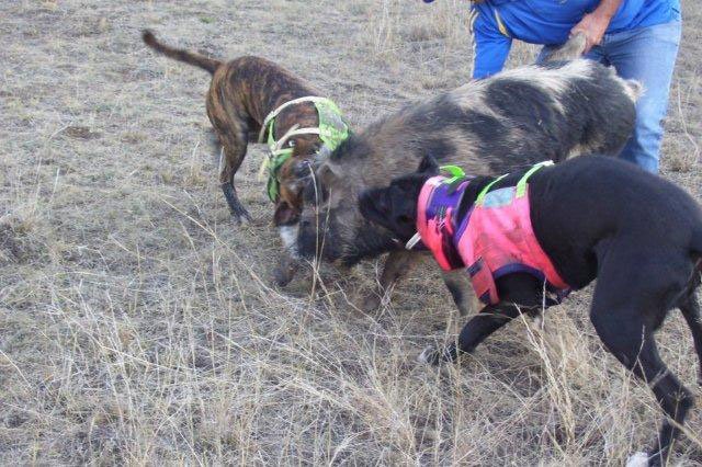 Duncans Pig Dog Collars | Best Protection For Your Mate | Australia