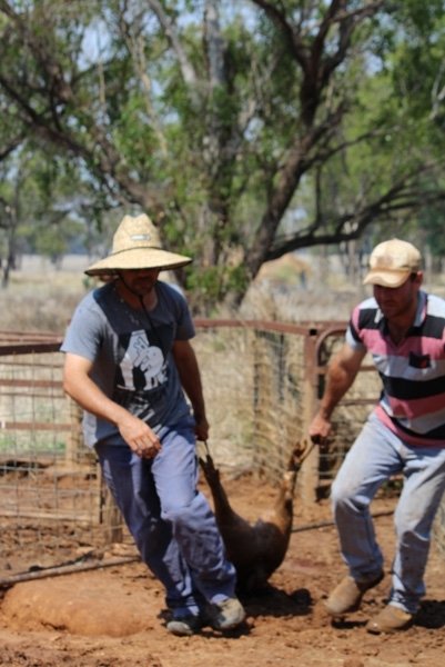 Duncans Pig Dog Collars Australia | Best Protection For Your Mate