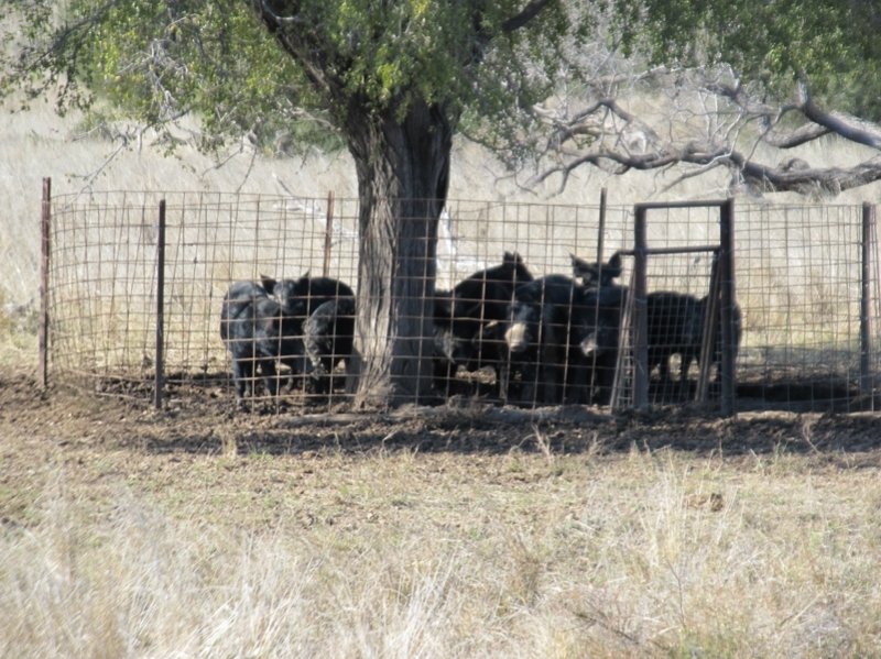 Duncans Pig Dog Collars Australia | Best Protection For Your Mate