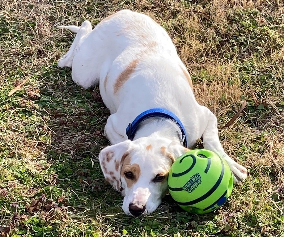 New Leash On Life | Tennessee Animal Rescue | Joy Animal Clinic