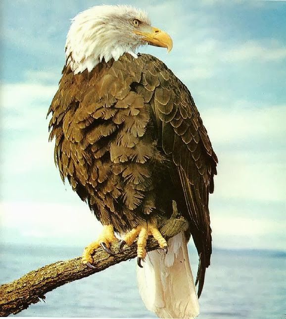 Blog Post Forty-nine 49 Bedeviled - The Eagle