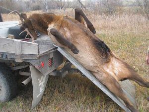 The Trophy Room | Lone Wolf Guide Service