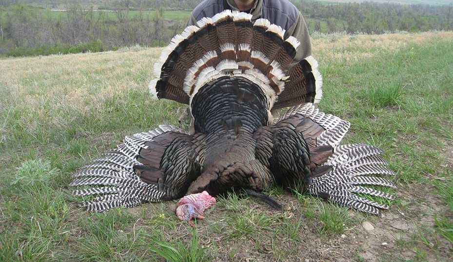The Ultimate Guide to Merriam Turkey Hunting: Tips for a Successful ...