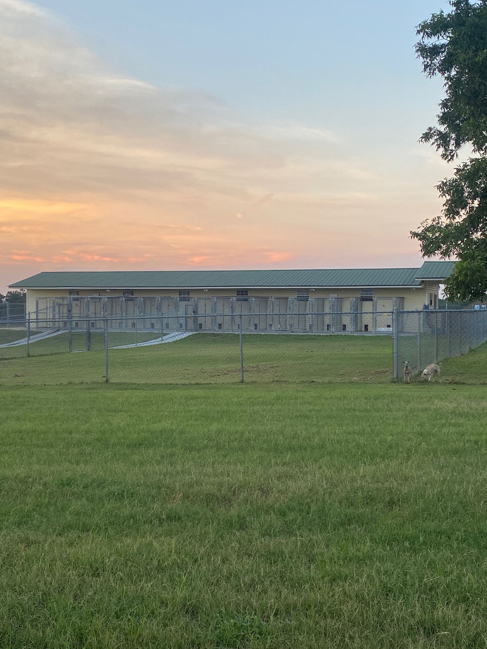 Marchwind Italian Greyhound Kennel Tour