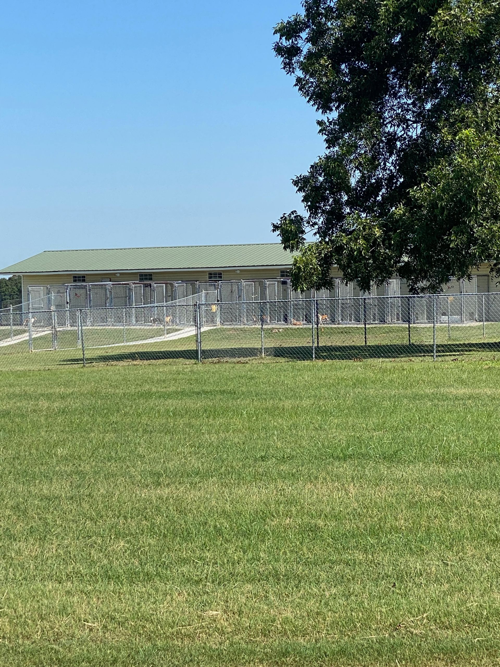 Marchwind Italian Greyhound Kennel Tour