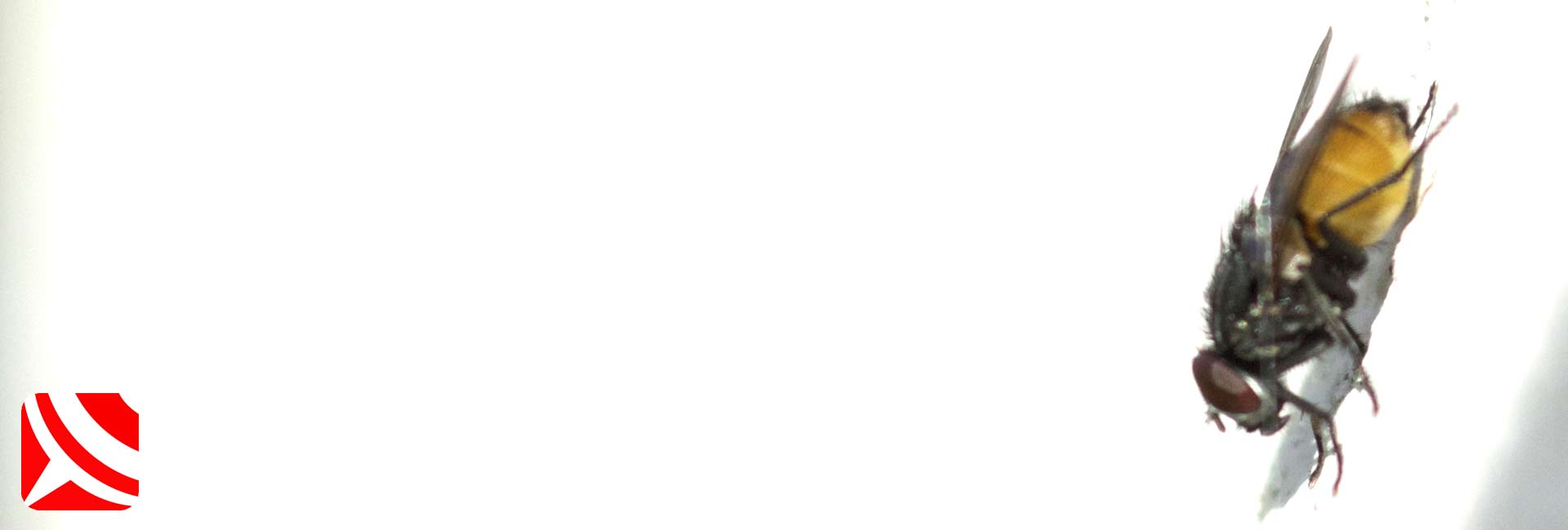 Flies From Dead Rats and Rodents | The Bristol Rat Company