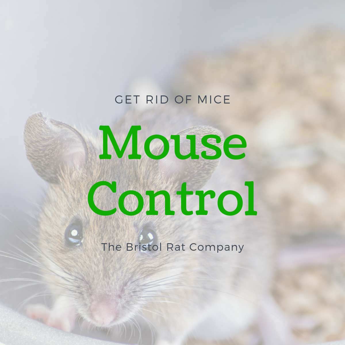 Mouse Control - Get Rid Of House Mice | The Bristol Rat Company