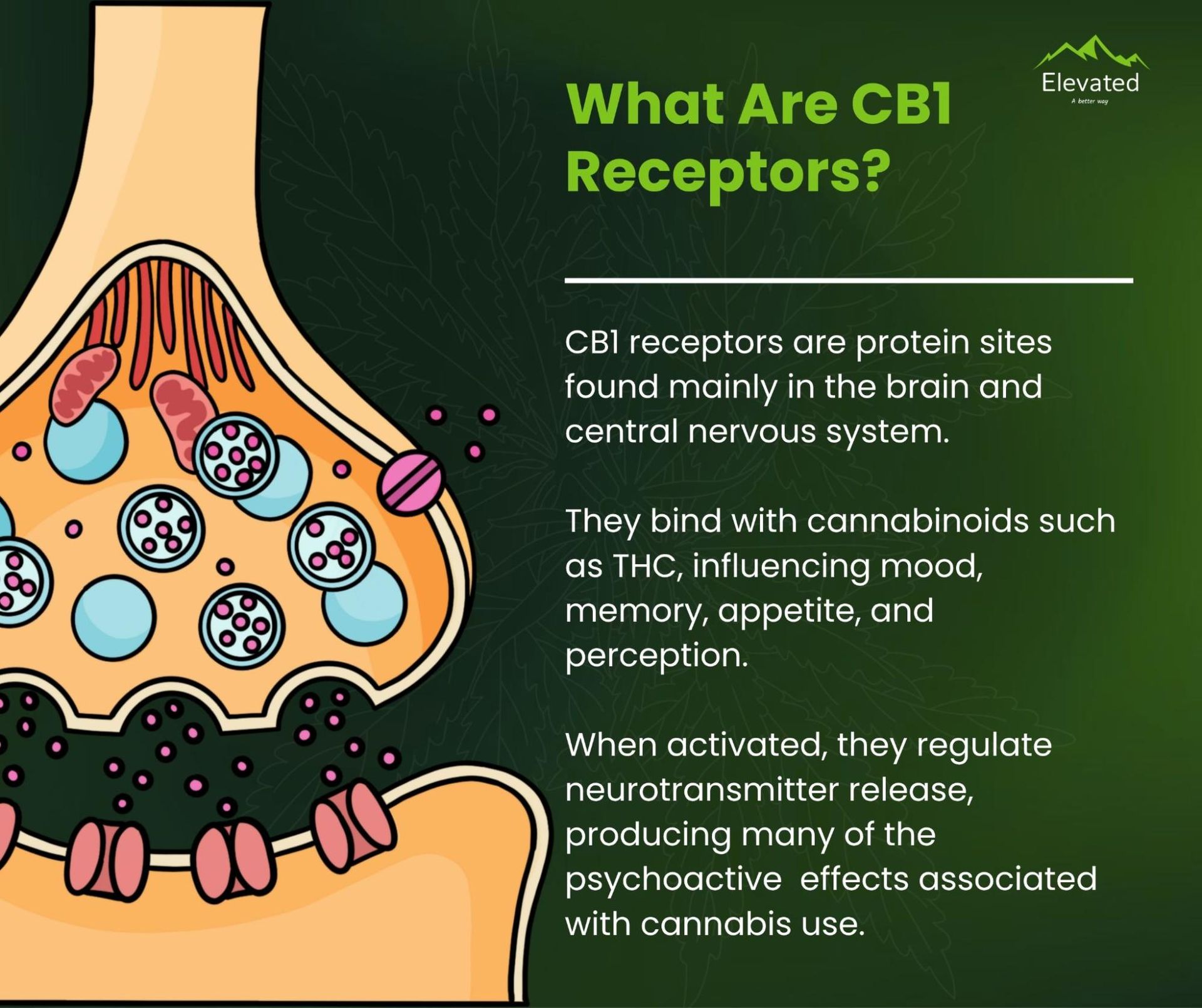 CBD High vs THC High: What Shapes the Cannabis Experience
