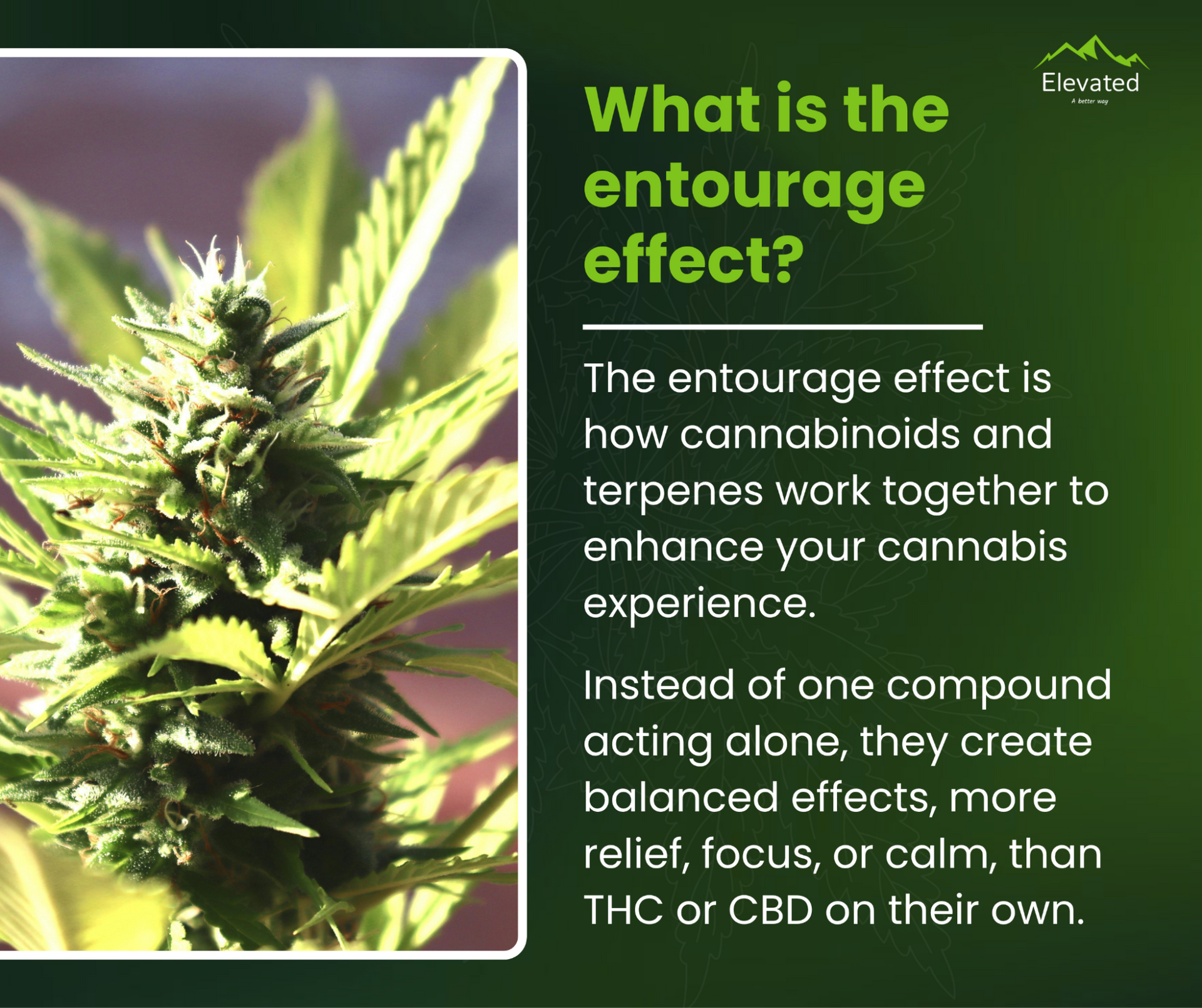 CBD High vs THC High: What Shapes the Cannabis Experience