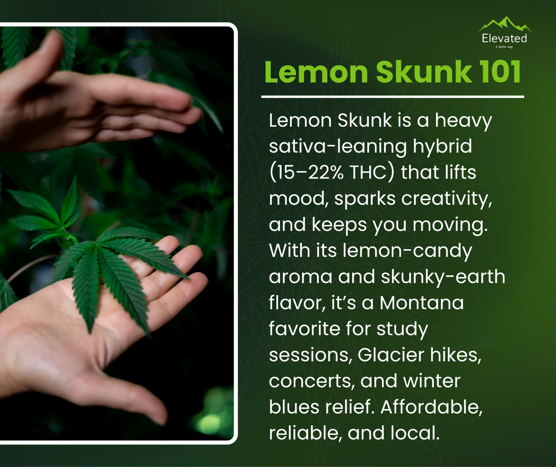 Cannabis Strain Guide: Lemon Skunk | Elevated Montana