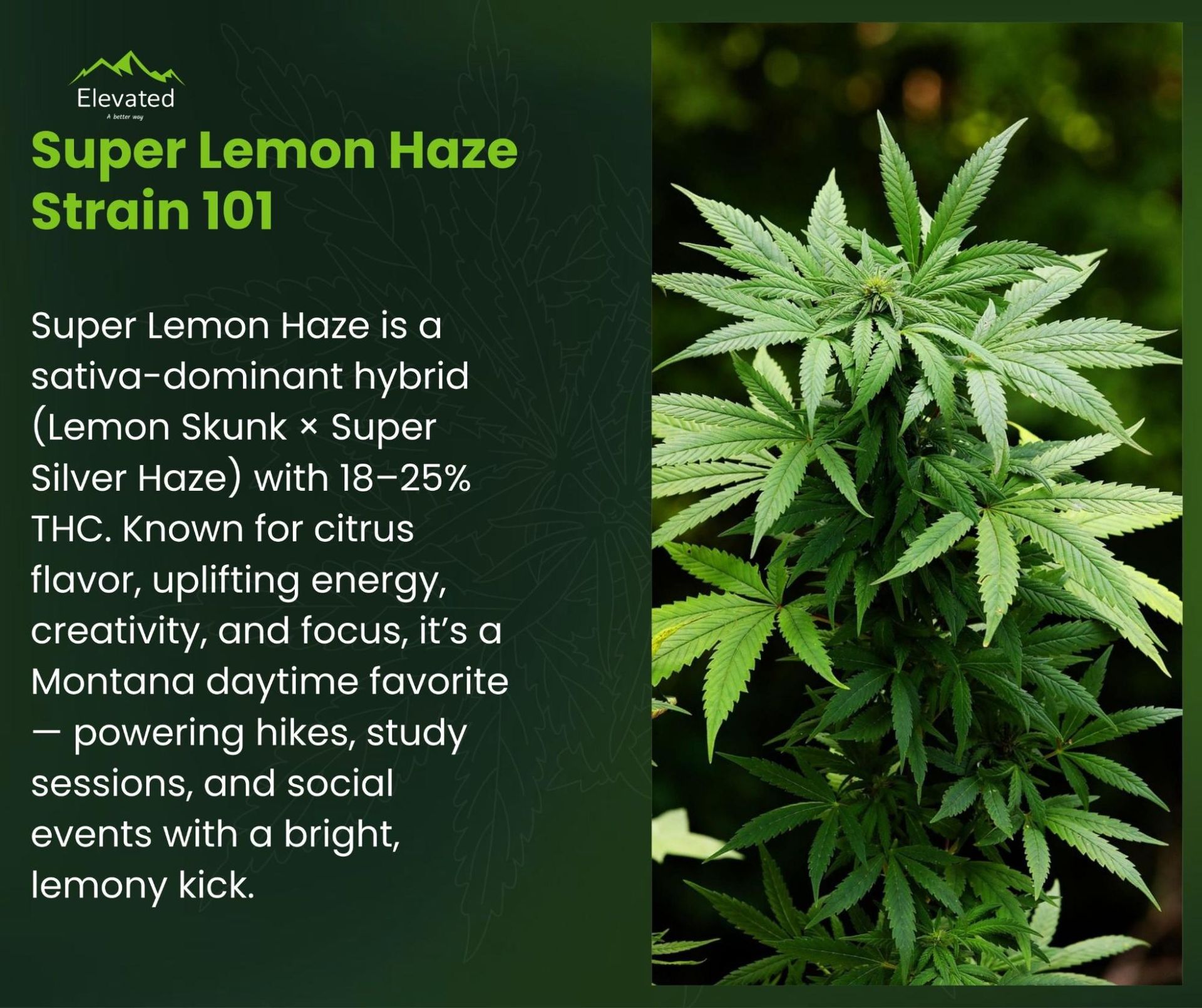 Super Lemon Haze Strain Guide | Elevated Montana