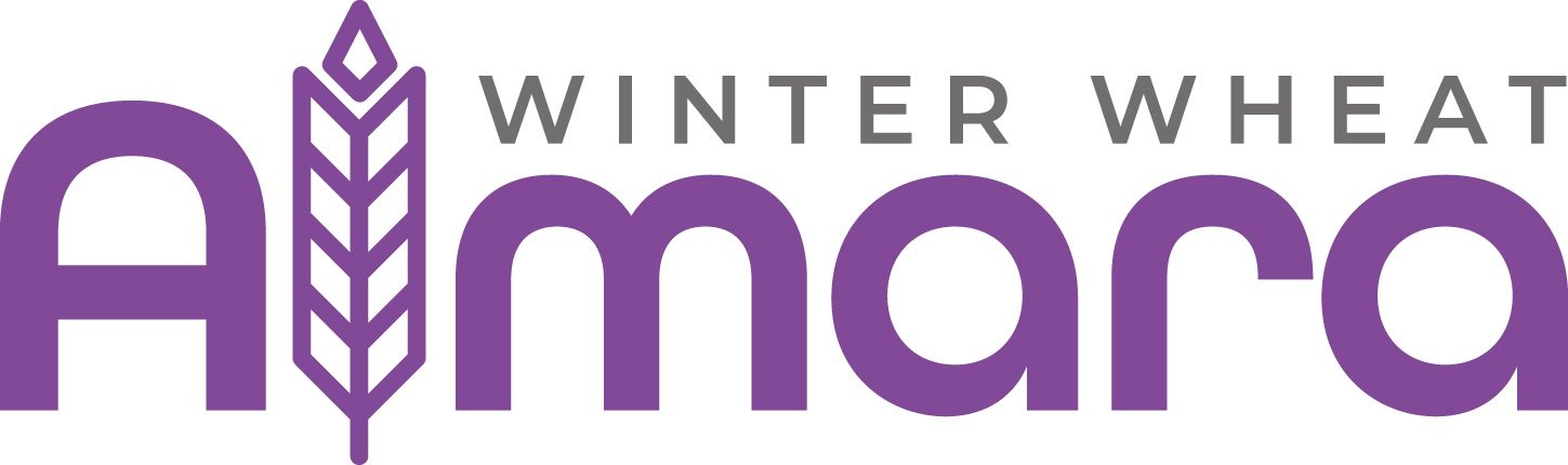 Almara Winter Wheat - Senova