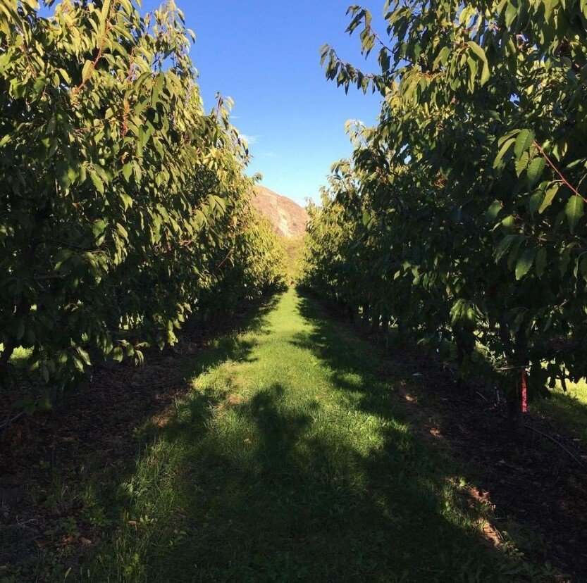 Photo Gallery at Allview Orchards