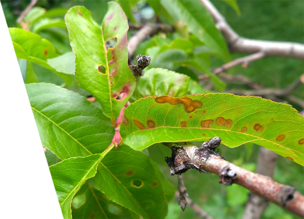 Shot Hole Disease • Shot Hole Fungus Treatment • Arbor Vision, Inc