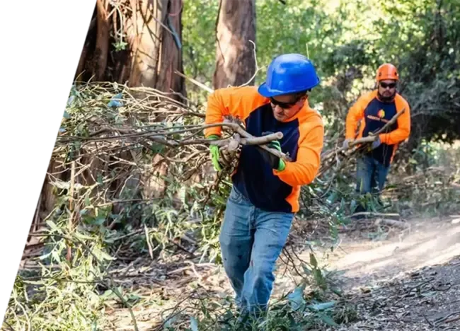 Tree Removal Service • Arbor Vision, Inc. • San Ramon, CA