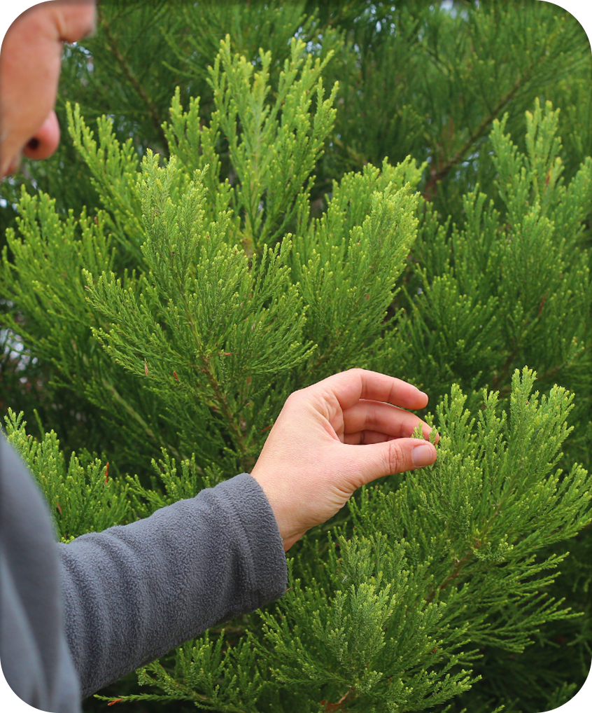 Tree Inspection Services • Arbor Vision, Inc. • San Ramon, CA