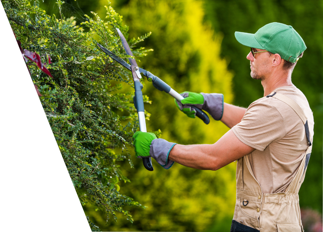 Tree Pruning Explained: Optimal Timing & Techniques | Arbor Vision Inc.