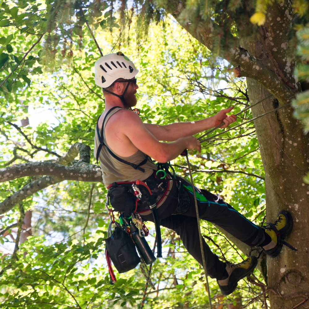 Municipal Tree Removal Permit Arborist Reports • Arbor Vision, Inc
