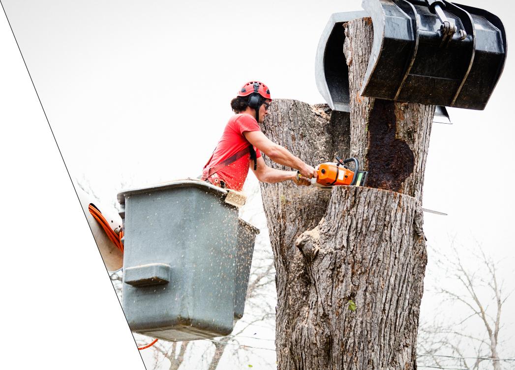 Strategies for Safe and Efficient Tree Removal | Arbor Vision, Inc