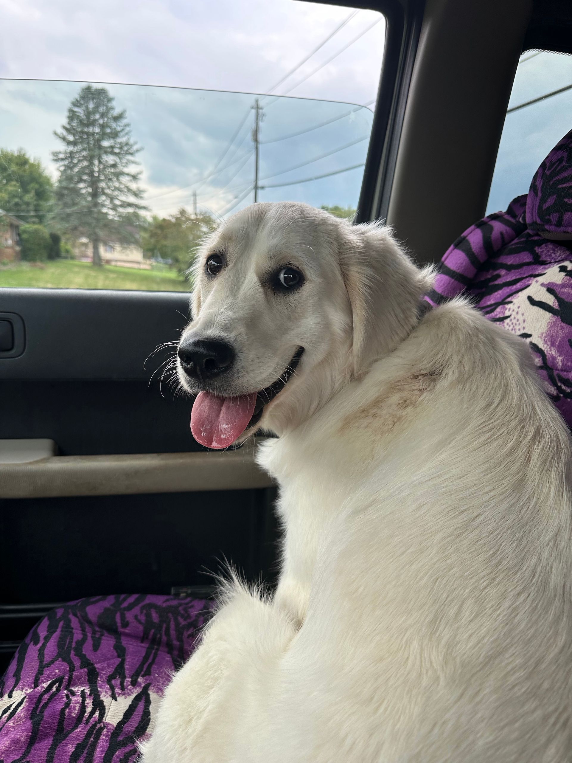 Miniature Goldendoodle, mini goldendoodle, goldendoodle, Waynesboro, VA