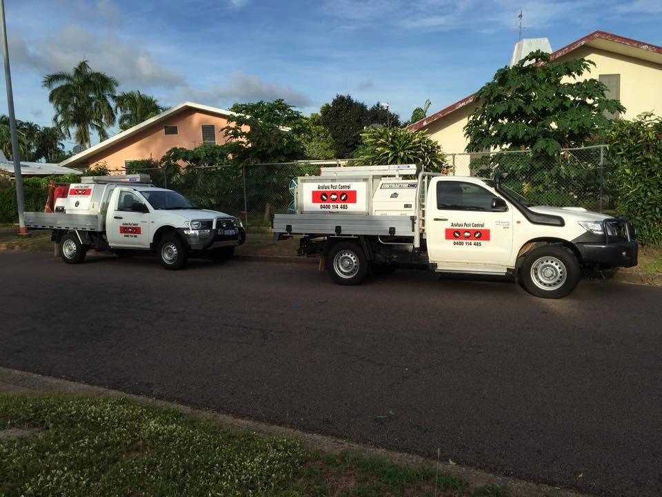 Termites Darwin | Arafura Pest Control