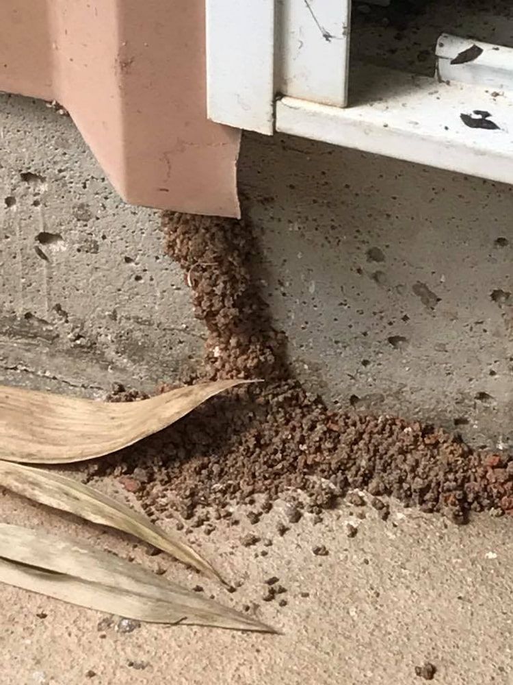 Termites Darwin | Arafura Pest Control