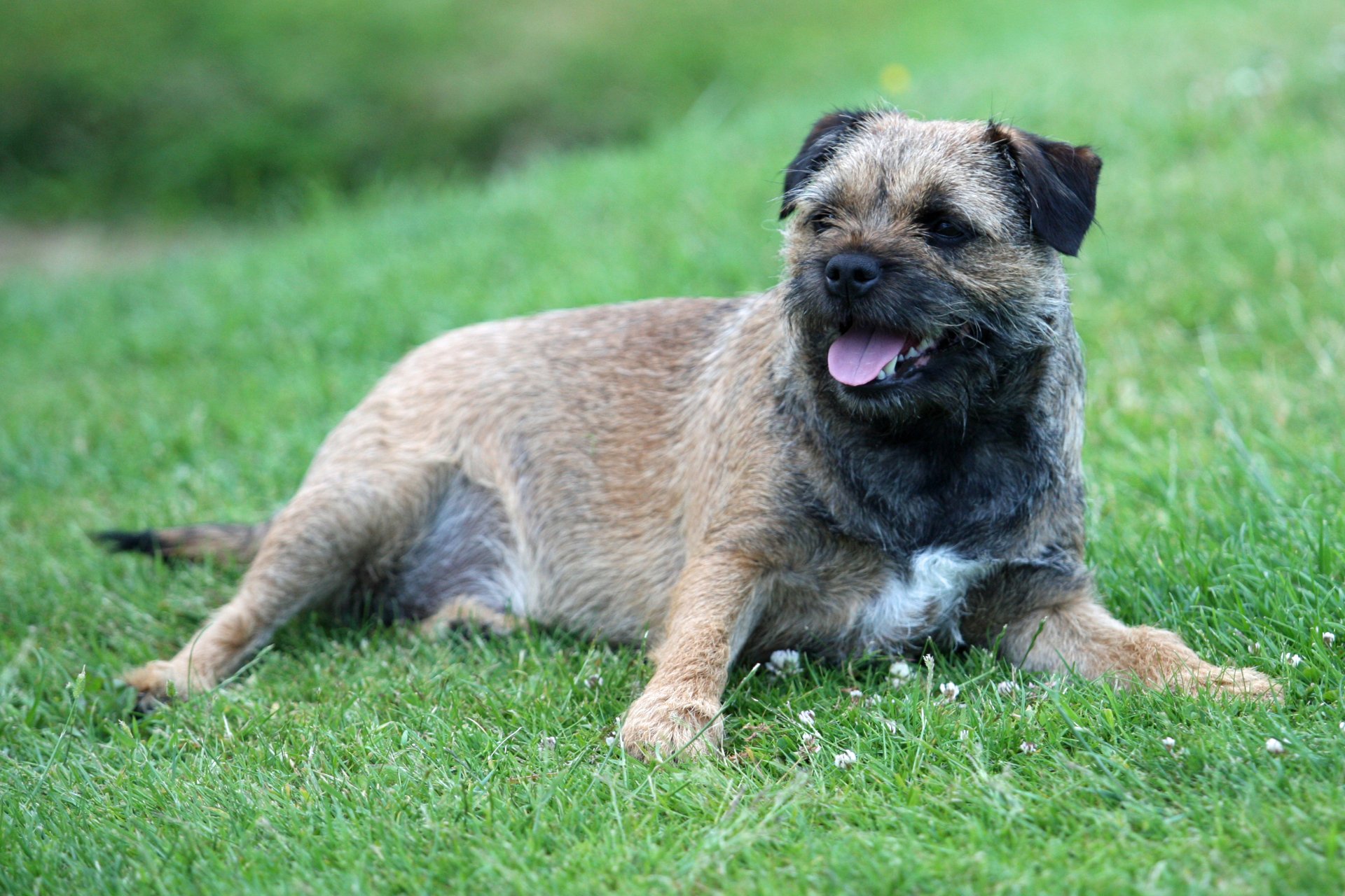 PUKKA TAiLS Pet Services