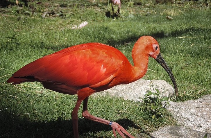 Kleindierenvereniging Midden Drenthe Beilen