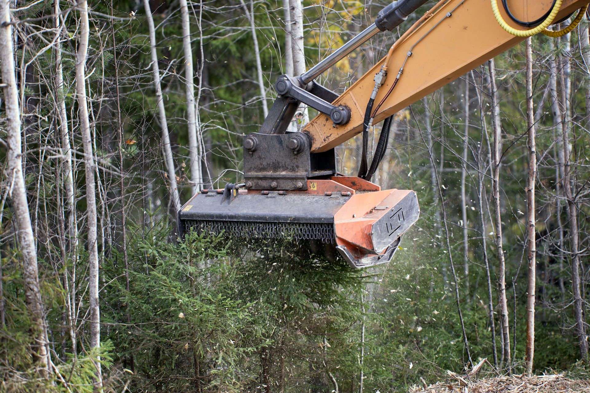 Clear Cut Tree Services | Tree Service Near Me