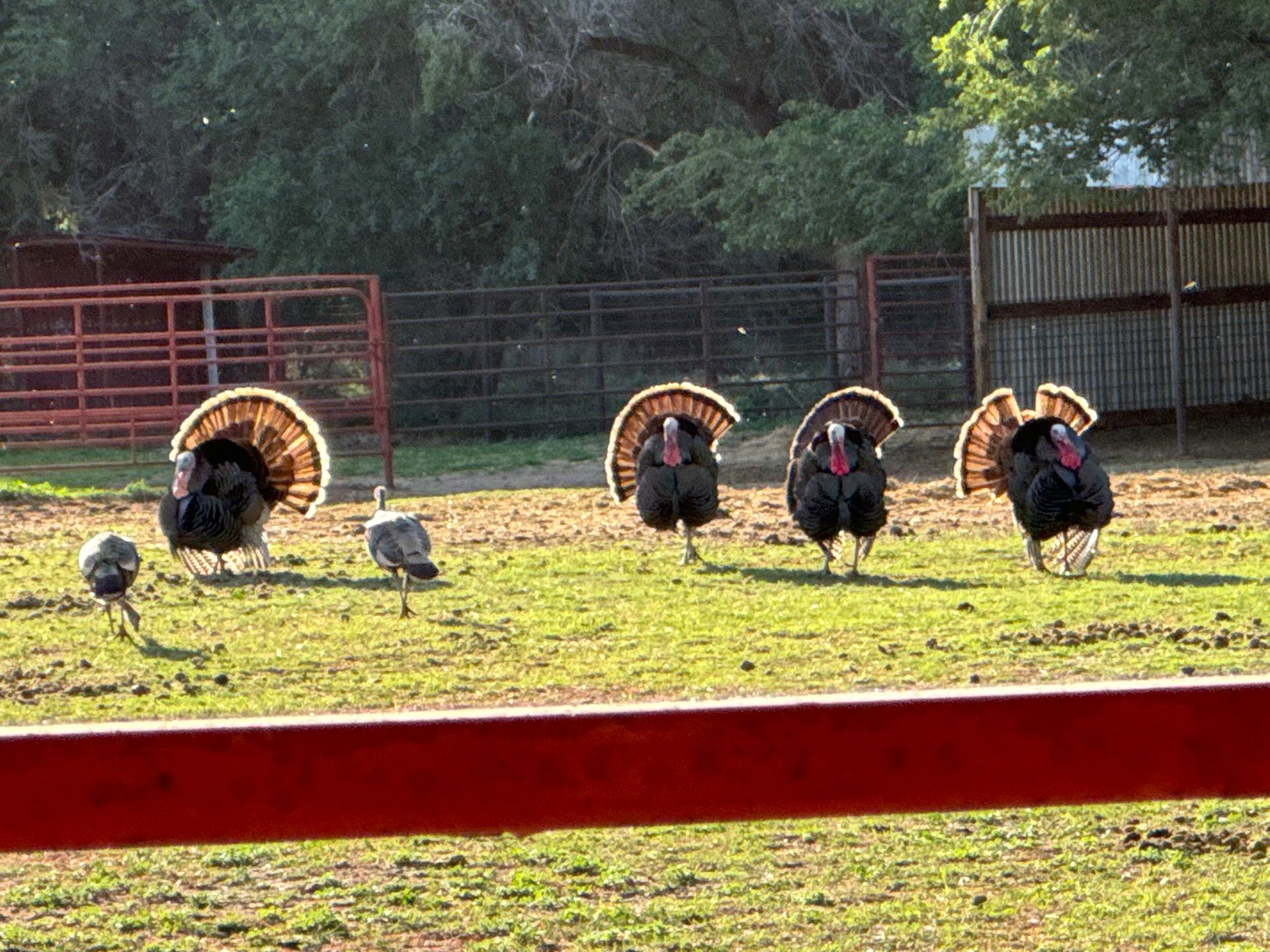 Turkey Hunting Photos | Rockin 69 Hunts