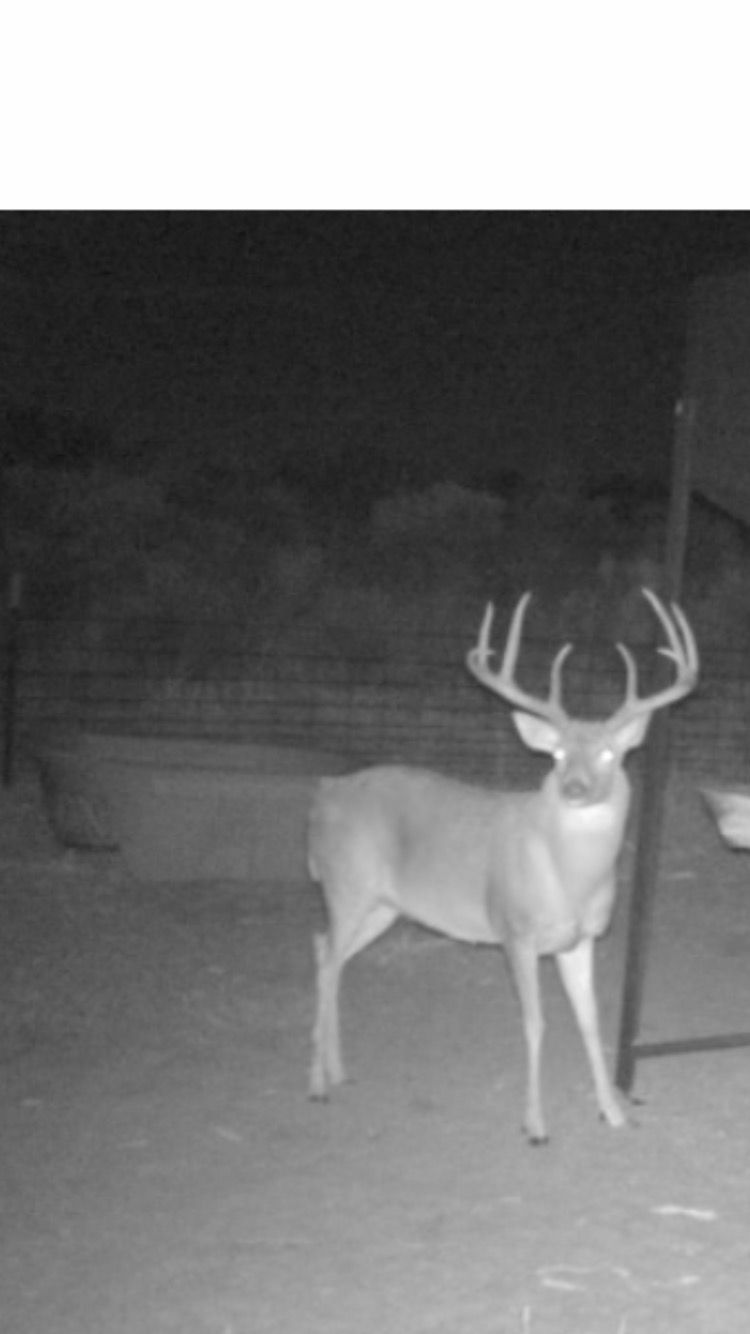 Whitetail Hunting Adventures | Rockin 69 Hunts