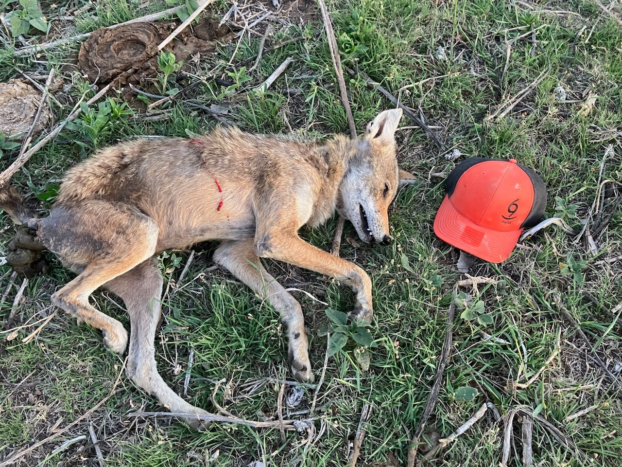 Rockin 69 Hunts | Coyote | Predator Hunting in Oklahoma