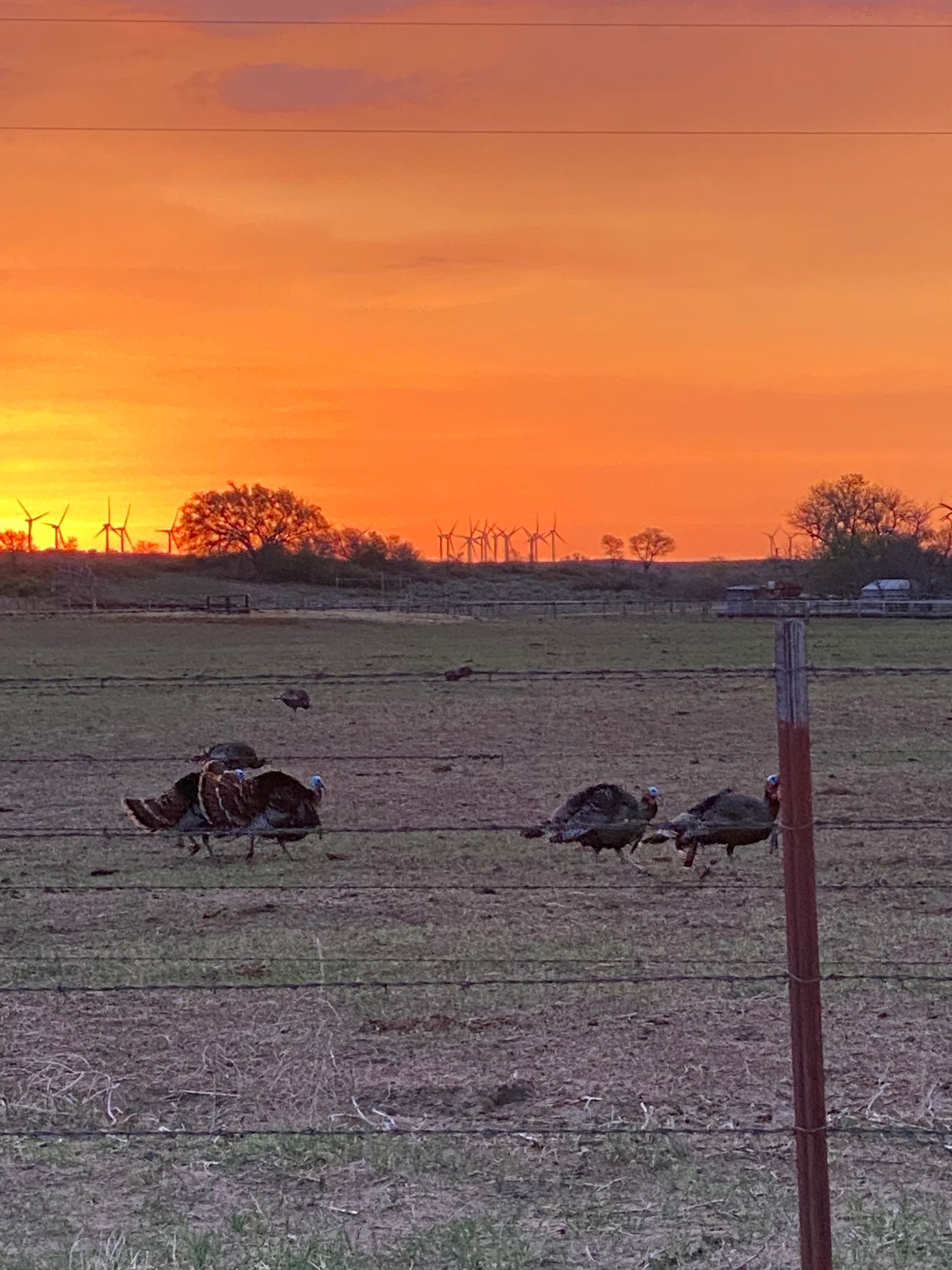 Turkey Hunting Photos | Rockin 69 Hunts