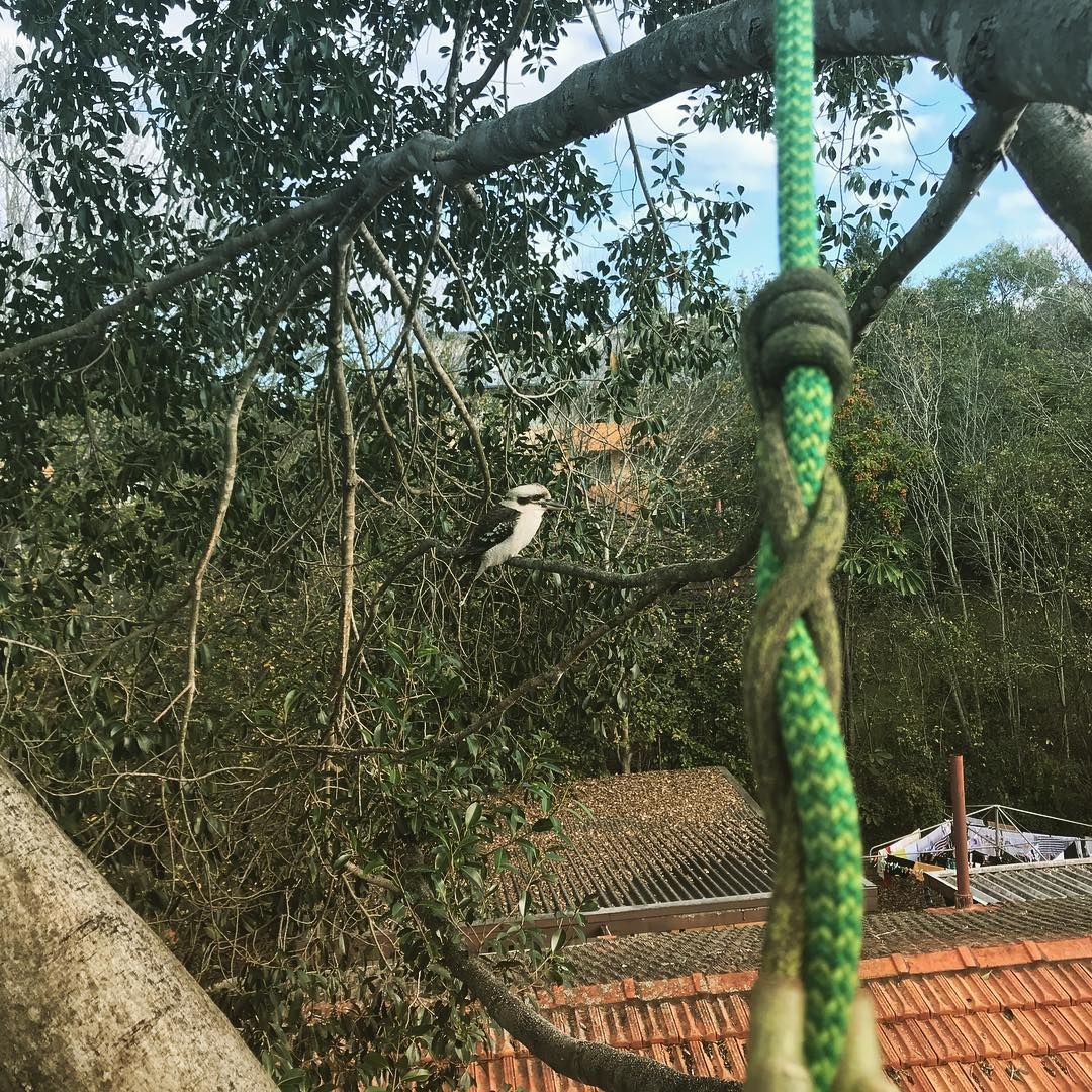 Habitat Creation | SEQ & Northern NSW