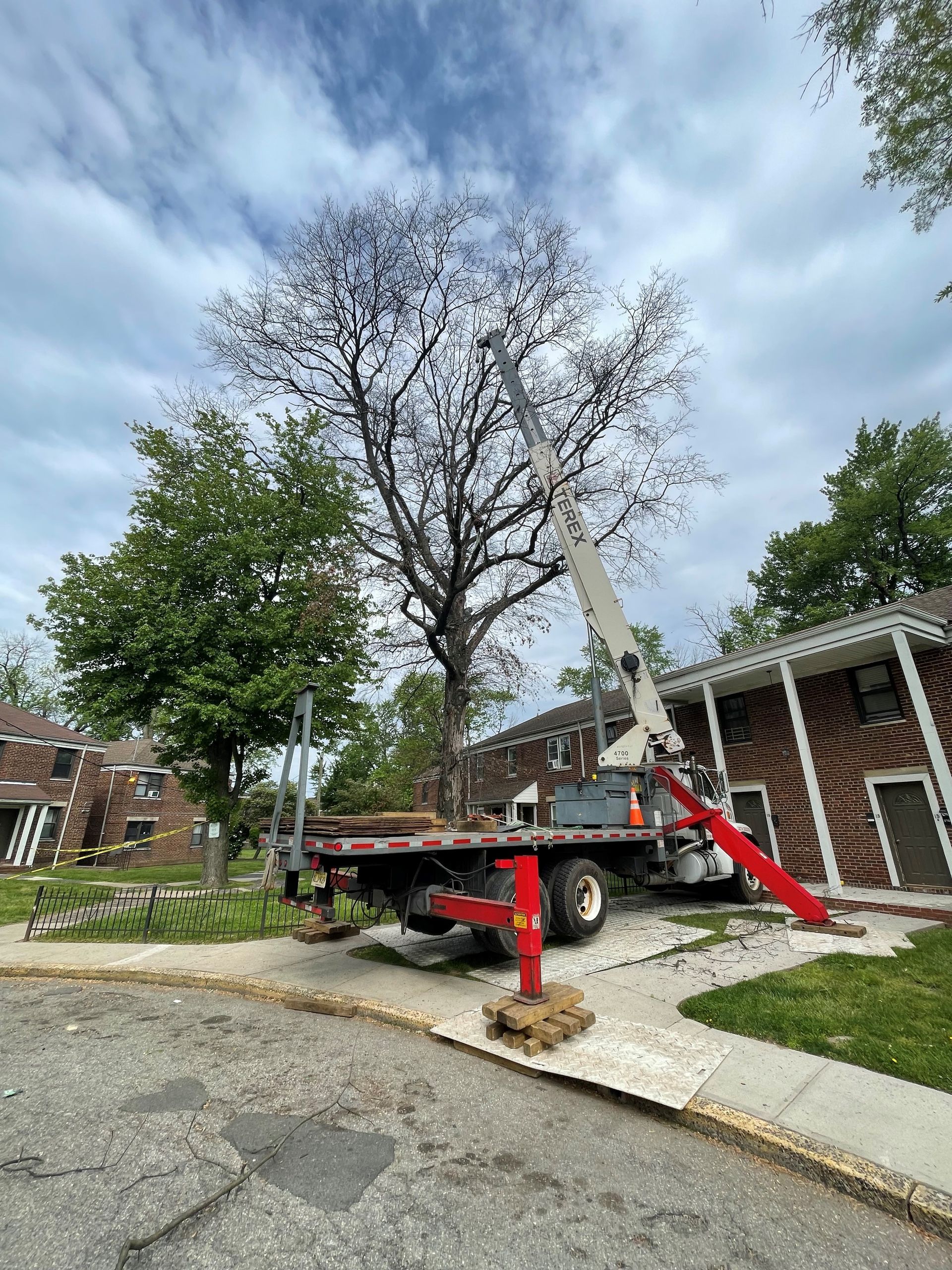 Tree Services | Elizabeth, NJ | Supreme Tree Solutions
