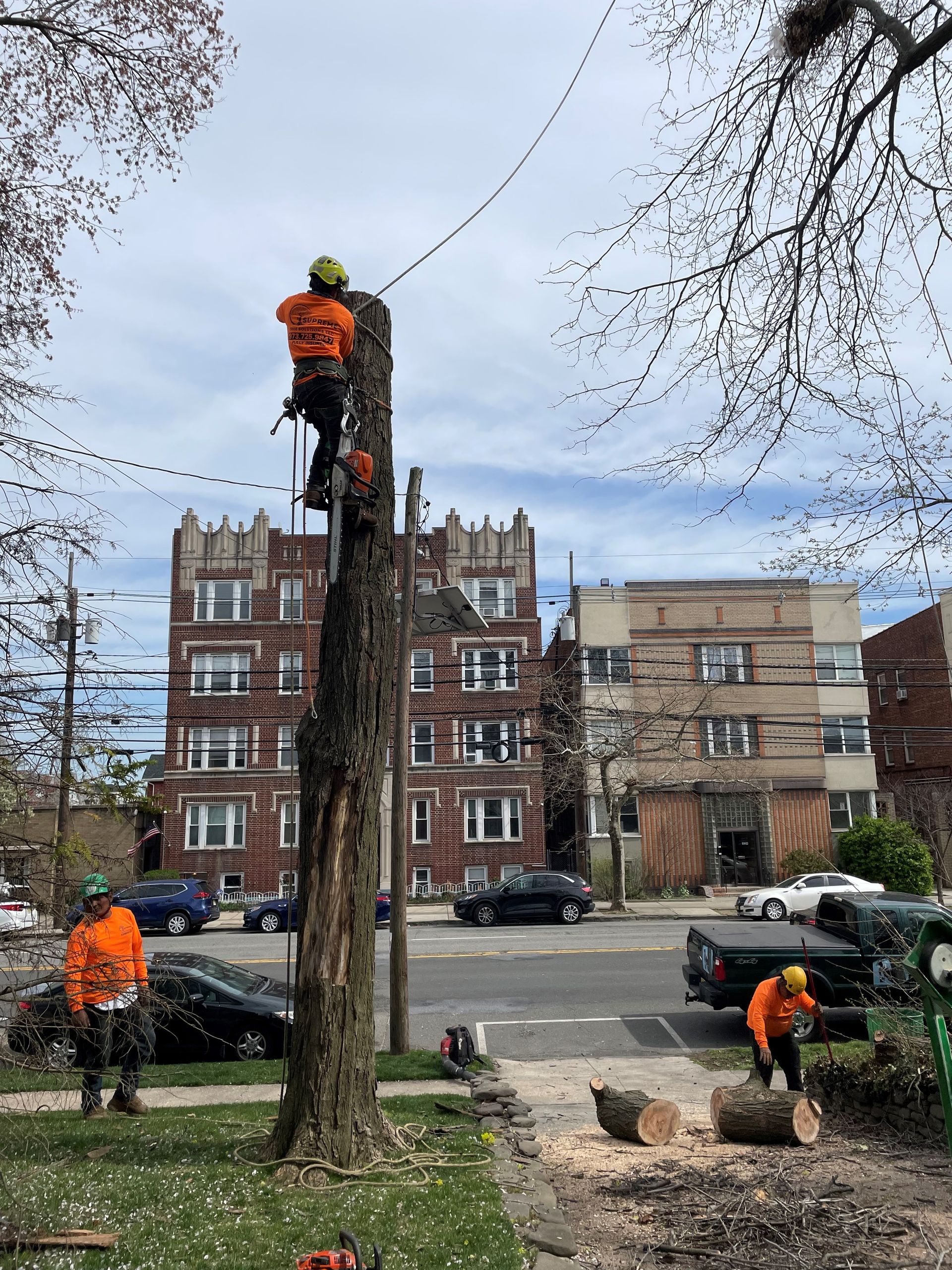 Tree Services | Elizabeth, NJ | Supreme Tree Solutions
