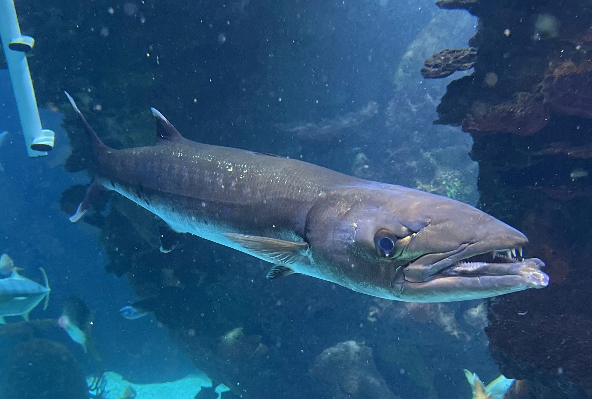 Restaurant Tank Fish Species