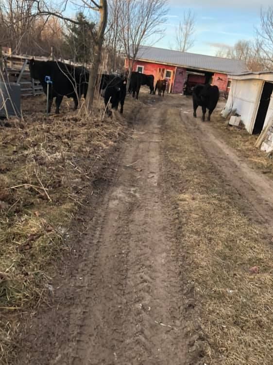 Organic Angus Beef | Judd Organic Angus Farms | Belleville & Sumpter ...