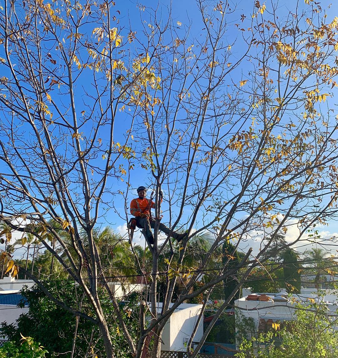 #1 Tree Service San Diego CA | Tree Removal San Diego CA