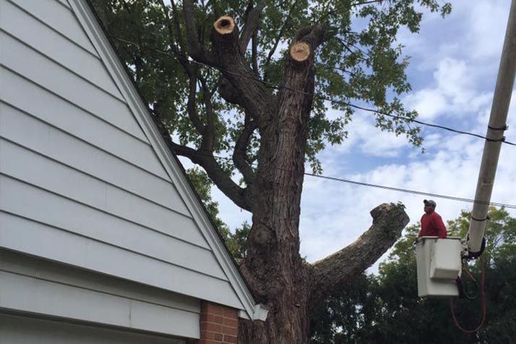 Tree & Yard Maintenance Services | Cincinnati, OH | AMTE