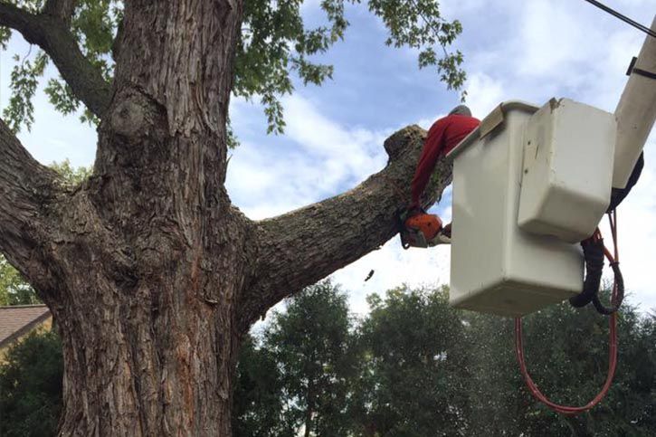 Tree & Yard Maintenance Services | Cincinnati, OH | AMTE