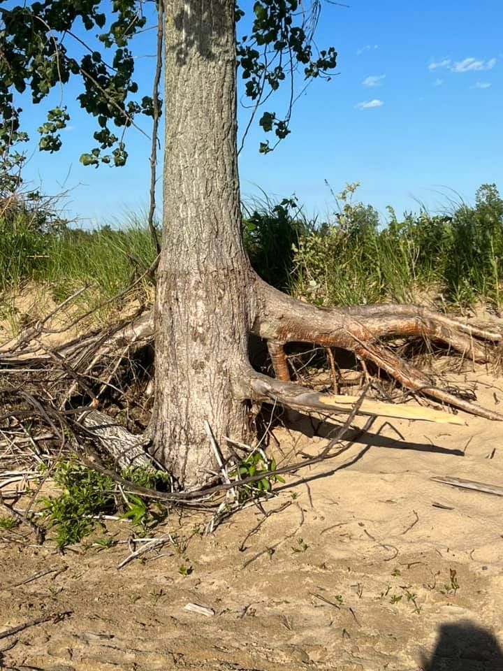 Gallery - Recent Projects | Andrew Tree Service