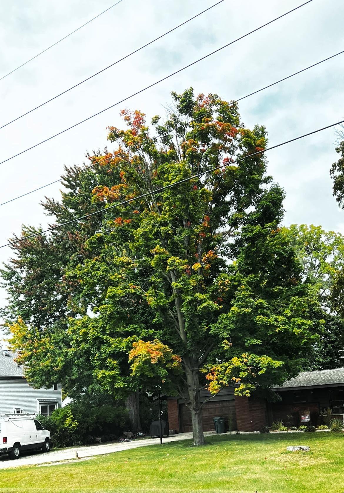 Gallery - Recent Projects | Andrew Tree Service